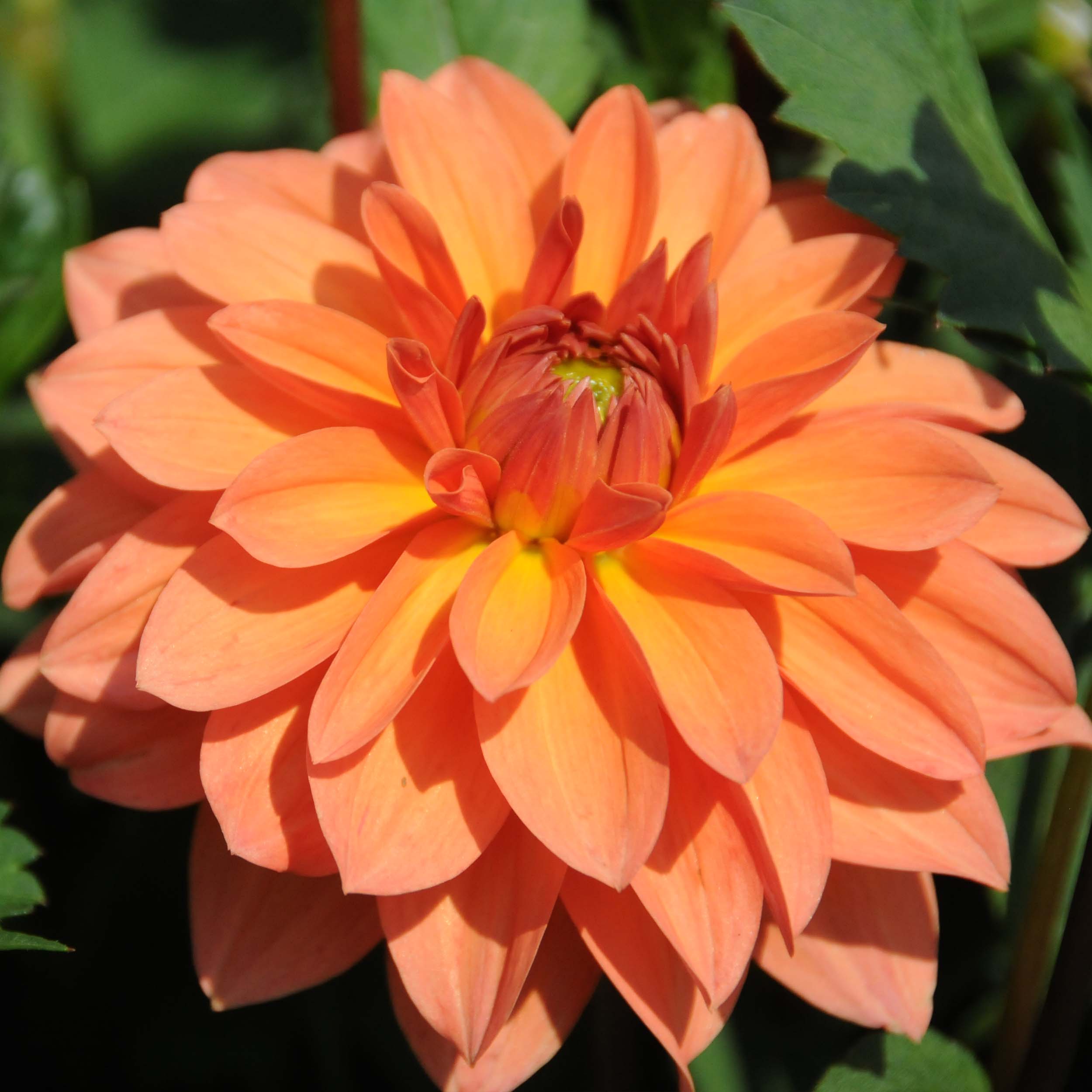 Dahlia Summer Flame | The Bulb Farmers