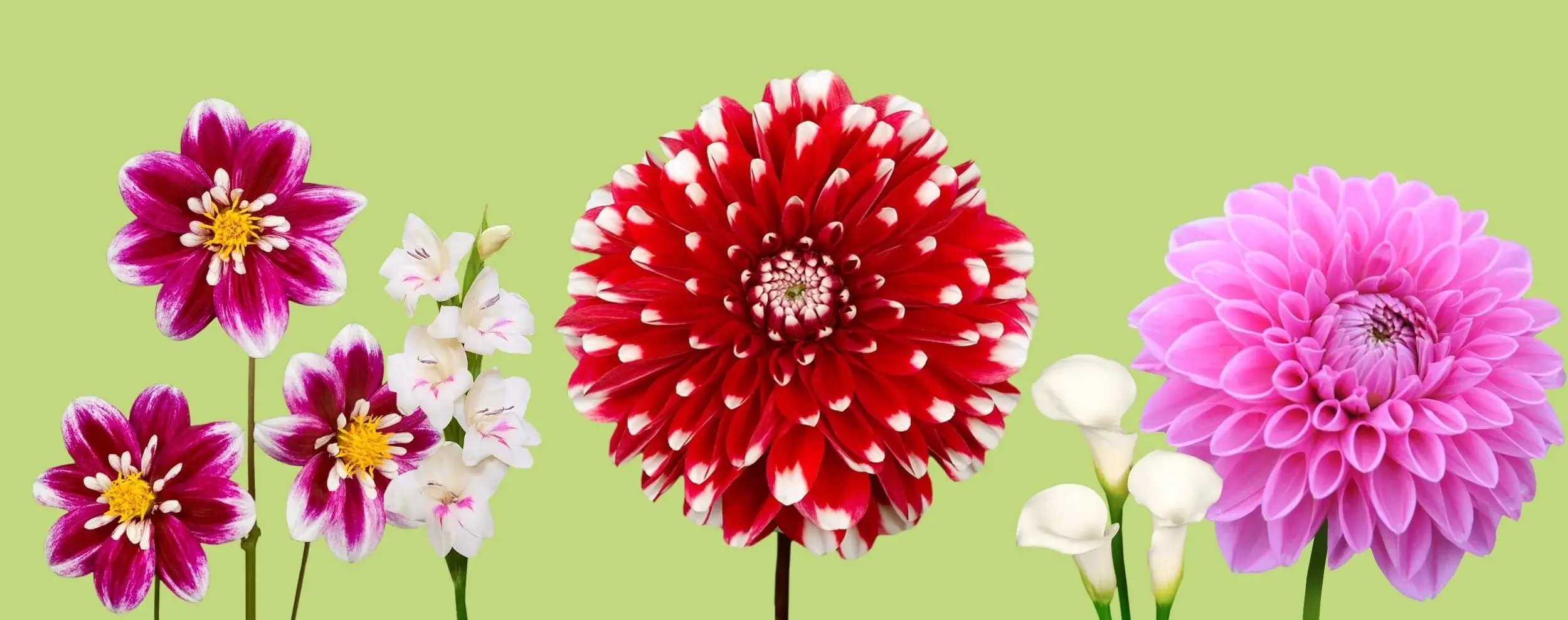 Zomerbloeiers bestellen? | The Bulb Farmers