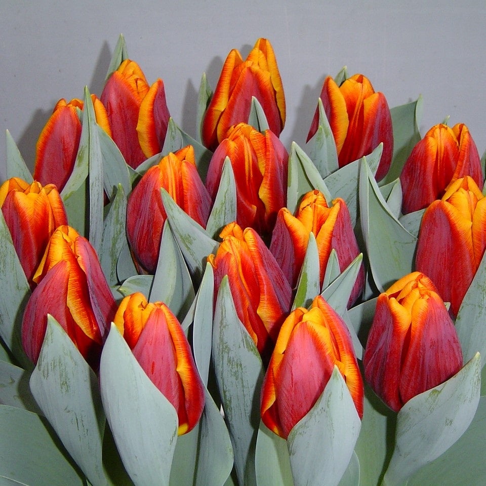 Tulp Devenish The Bulb Farmers tulp-devenish-the-bulb-farmers